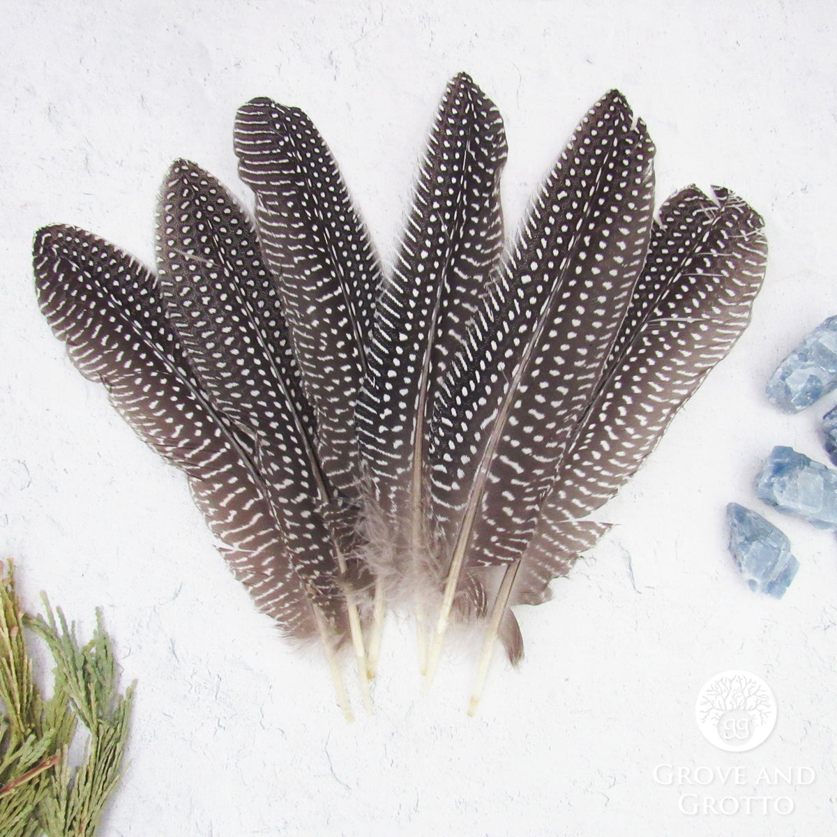Guinea Feathers (Package of 6) – Grove and Grotto