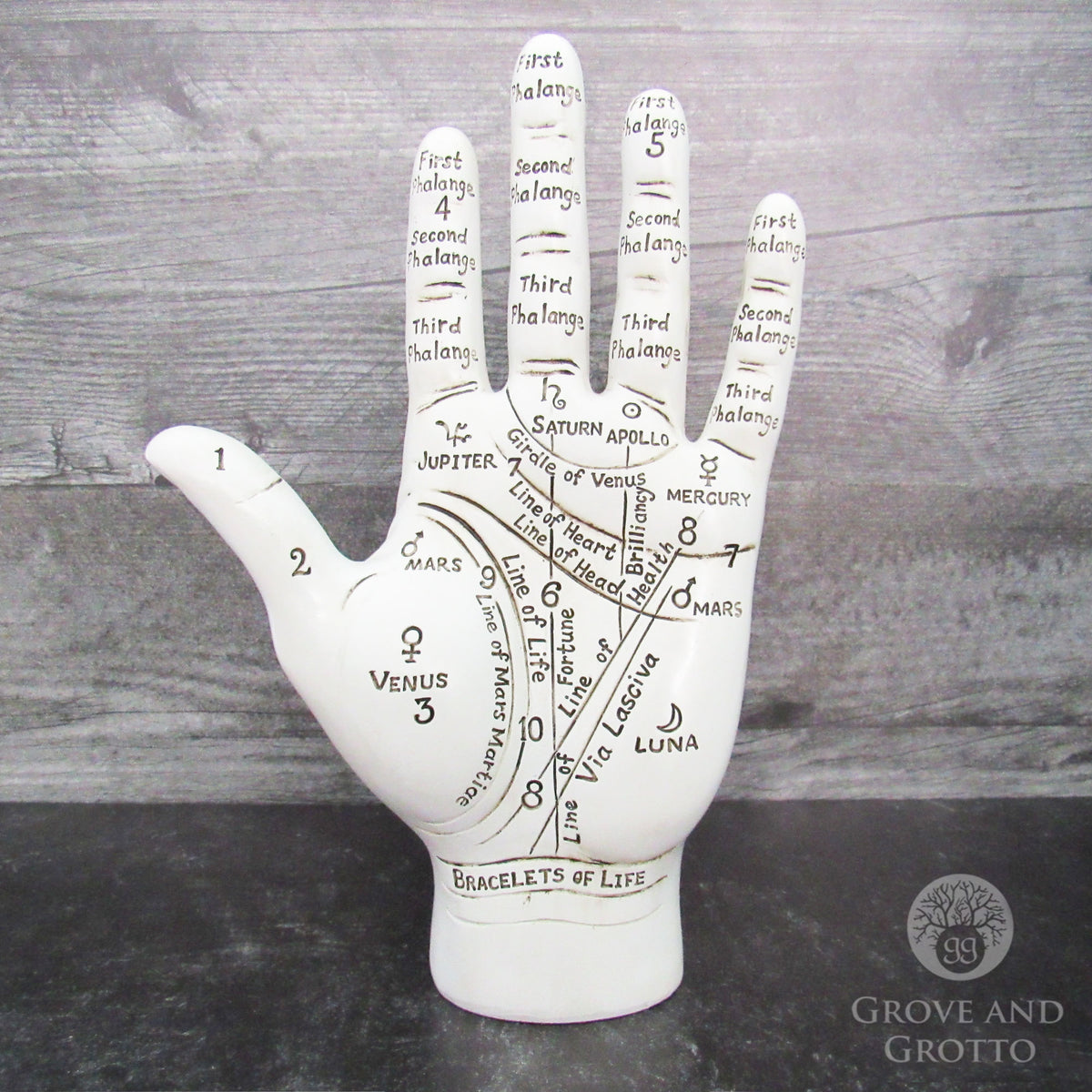 Large Palmistry Hand – Grove and Grotto