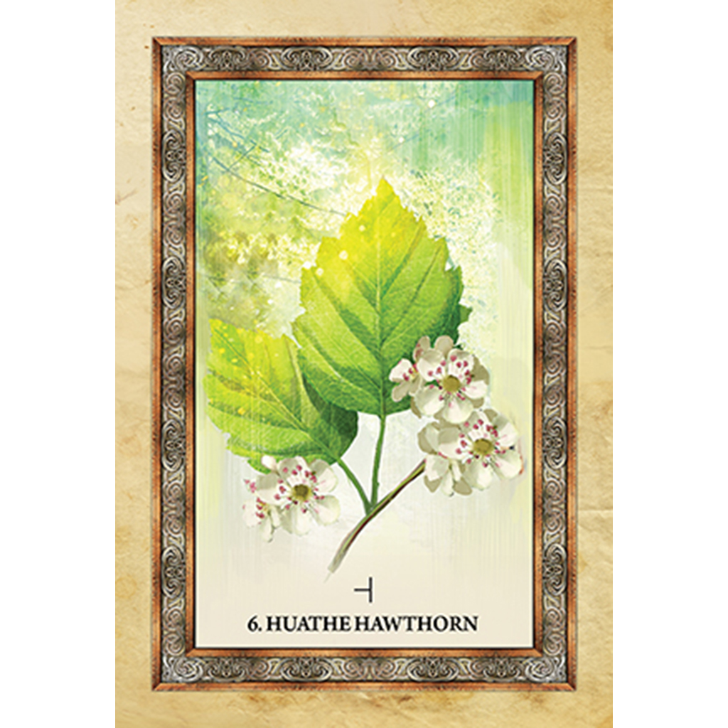 Celtic Tree Oracle – Grove and Grotto