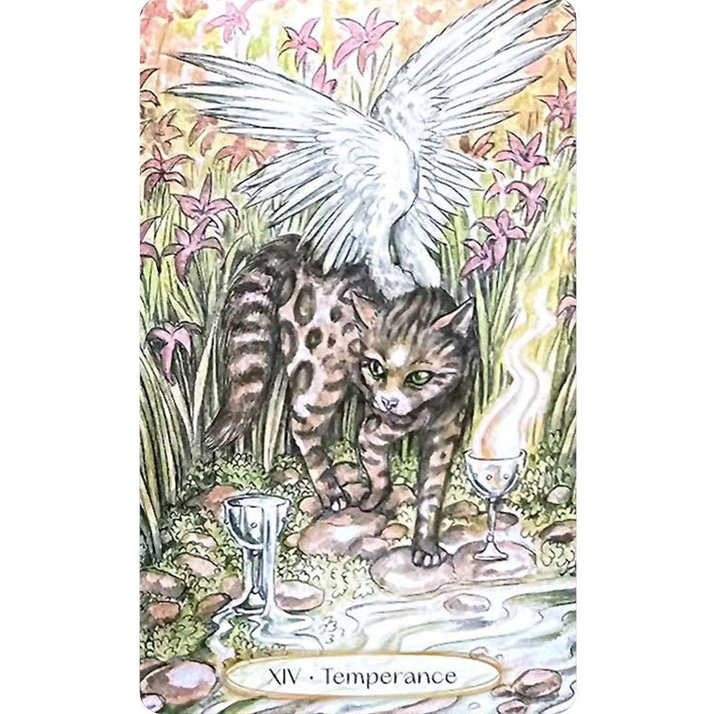 Soul Cats Tarot (Boxed Set) – Grove and Grotto