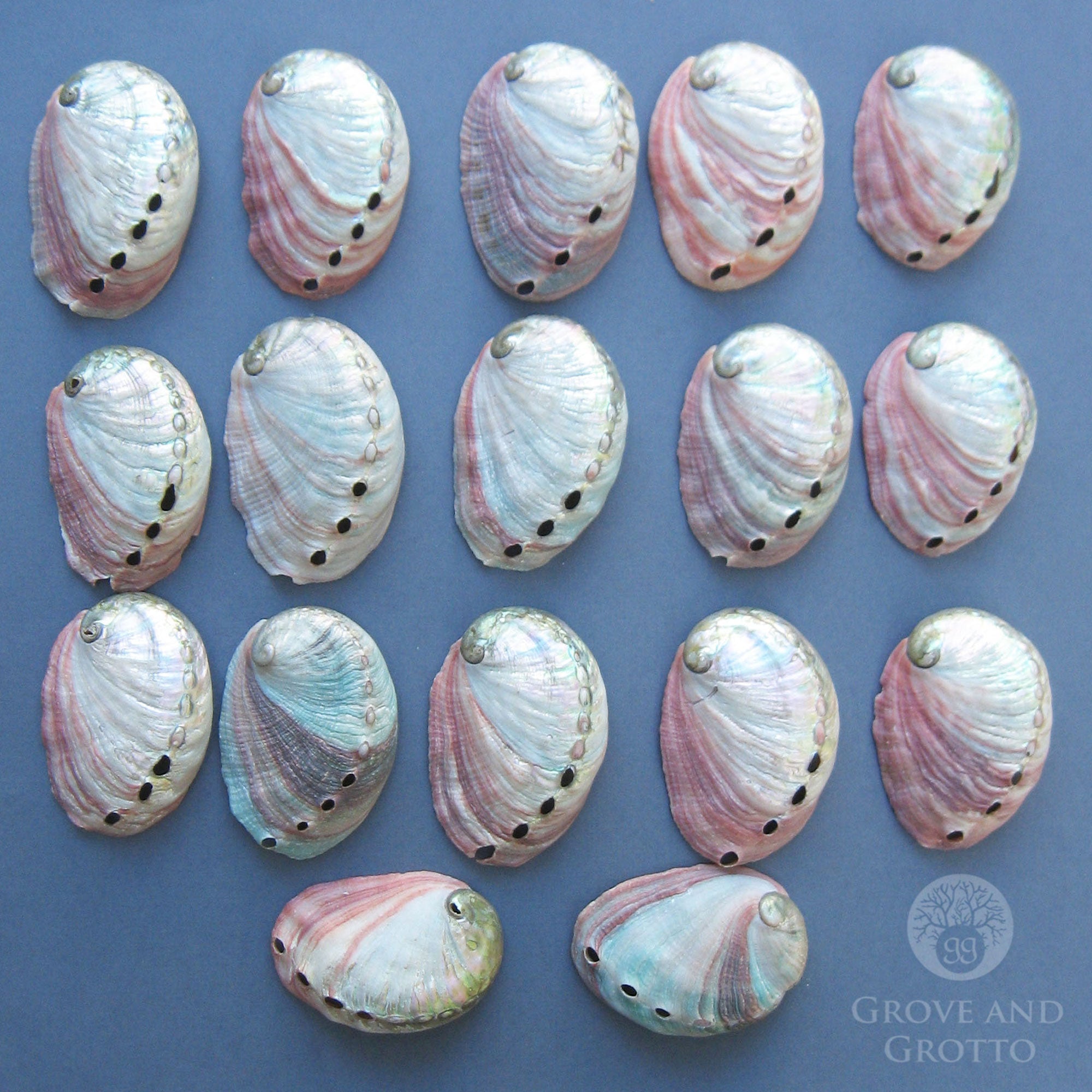 Red Abalone Shell (Small) – Grove and Grotto