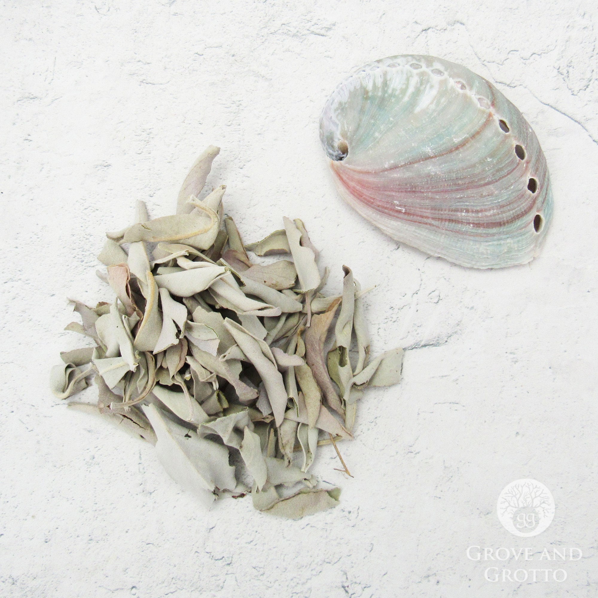 Loose White Sage with Mini Abalone Shell – Grove and Grotto